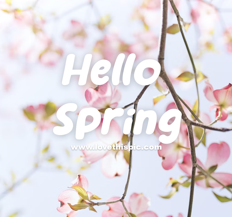 Hello Spring Cherry Blossom Greeting Pictures, Photos, and Images for ...