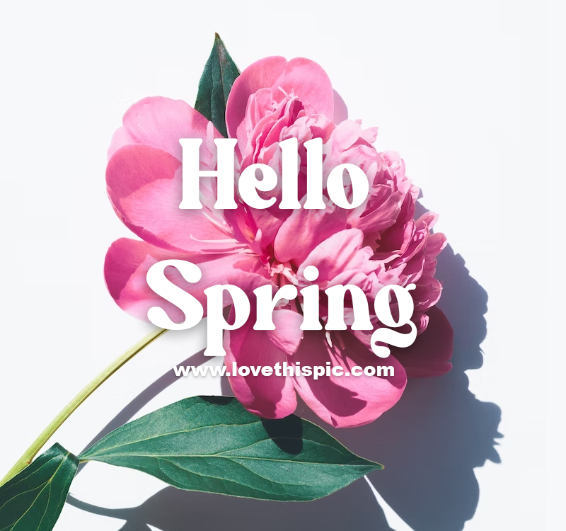 Hello Spring With Pink Flower Pictures, Photos, and Images for Facebook ...