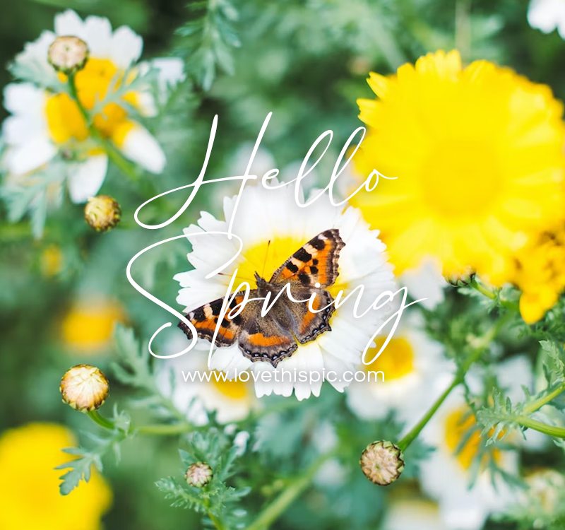 Hello Spring Flower & Butterfly Pictures, Photos, and Images for ...