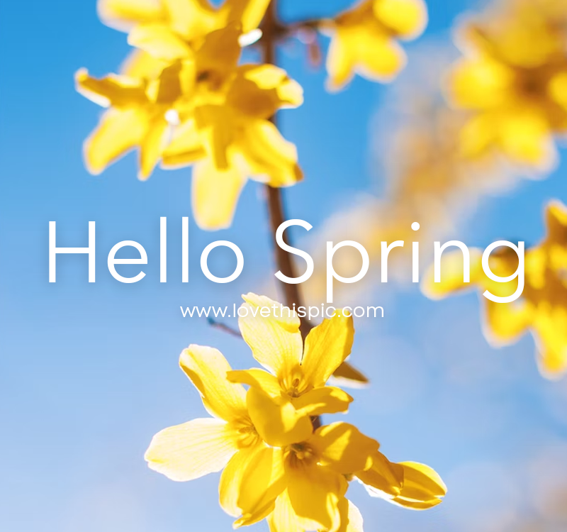 Hello Spring Greeting With Yellow Flowers Pictures, Photos, and Images ...