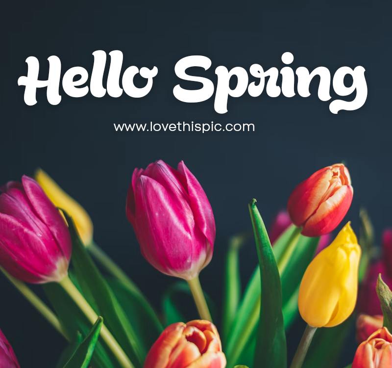 Hello Spring Wishes With Yellow, Red And Pink Tulips Pictures, Photos ...