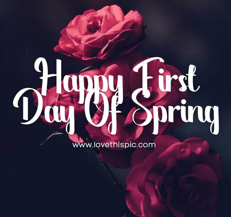 Happy First Day Of Spring With Soft Pink Roses Pictures, Photos, and ...