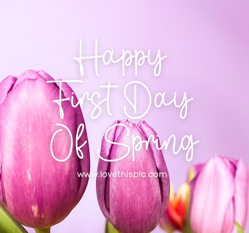 Cute Tulips - Happy First Day Of Spring Pictures, Photos, and Images ...