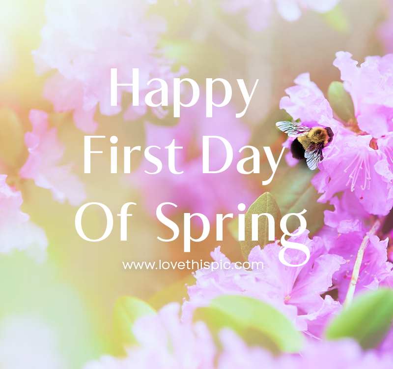 Bee On Pink Flower - Happy First Day Of Spring Pictures, Photos, and ...