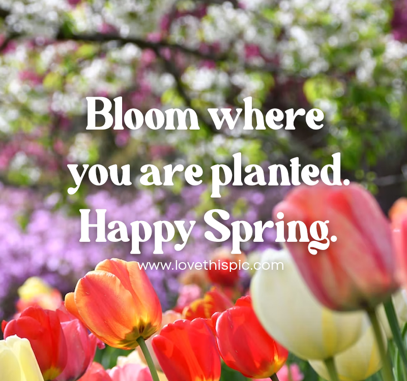 Bloom Where You Are Planted. Happy Spring Pictures, Photos, and Images ...