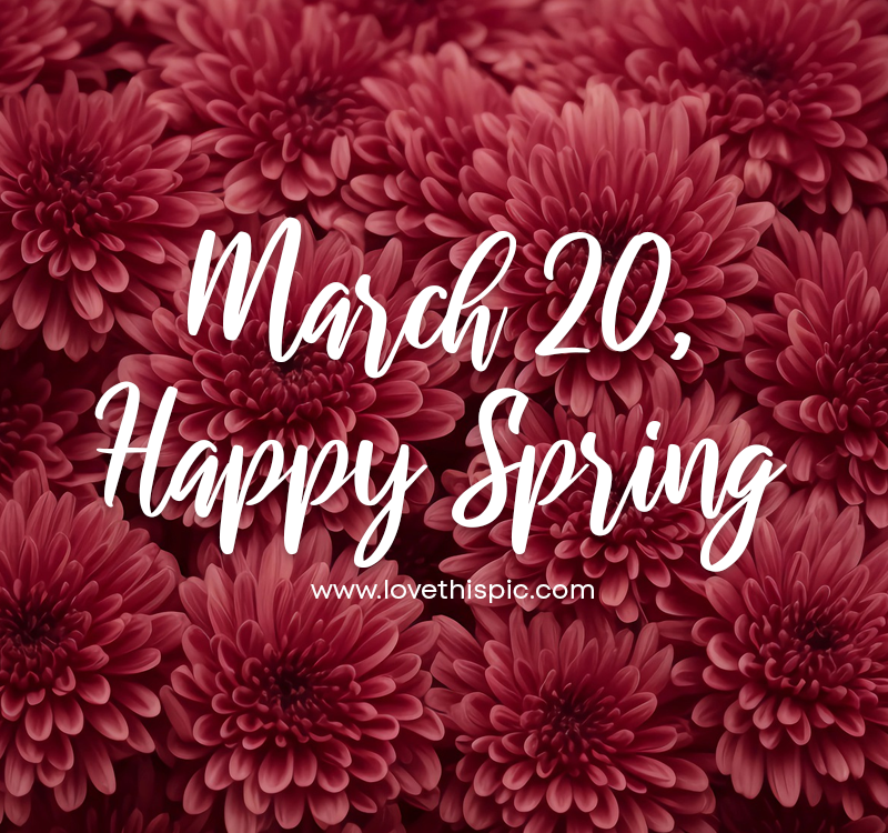 March 20 Spring Greeting With Chrysanthemums Pictures, Photos, and ...