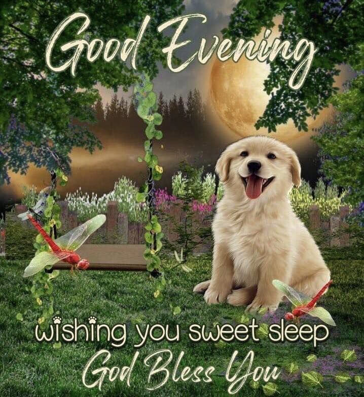 Wishing You Sweet Sleep. Good Evening Pictures, Photos, and Images for ...