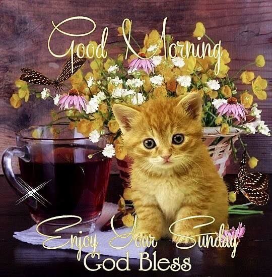Enjoy Your Sunday, Good Morning Pictures, Photos, and Images for ...