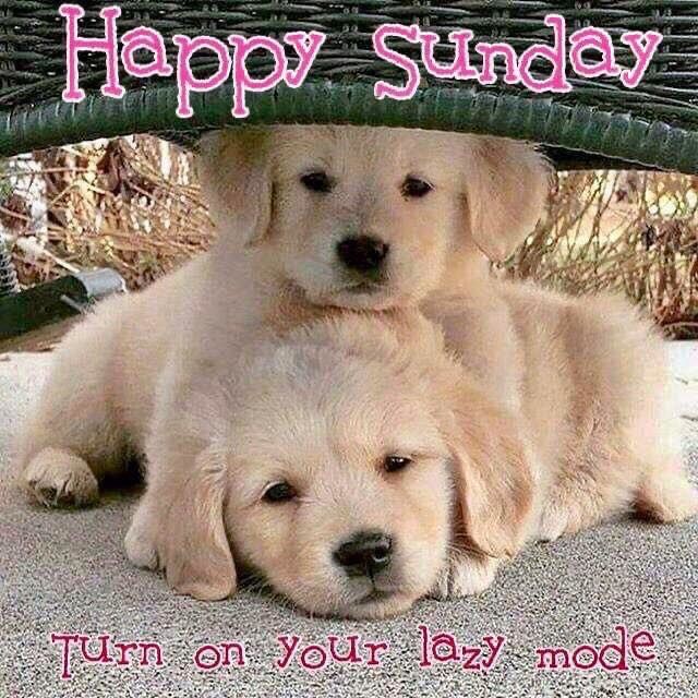 Happy Sunday, Turn On Your Lazy Mode Pictures, Photos, and Images for ...