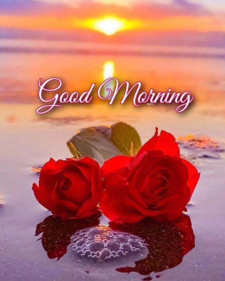 Roses On Beach - Good Morning Pictures, Photos, and Images for Facebook ...