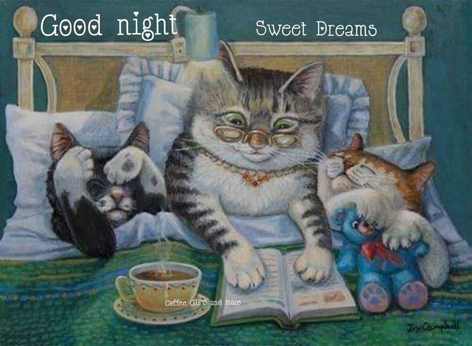 Reading Cat - Good Night Pictures, Photos, and Images for Facebook ...