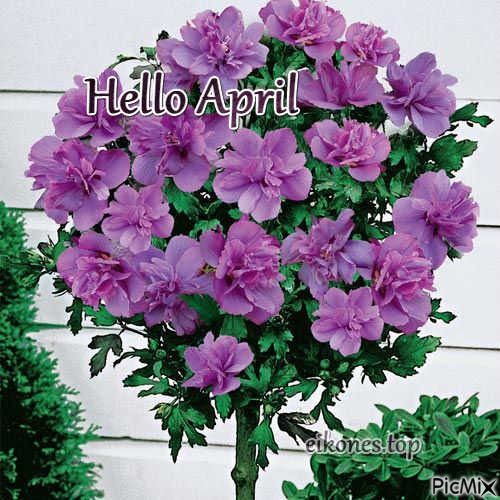 Hello April Purple Flowers Pictures, Photos, and Images for Facebook ...