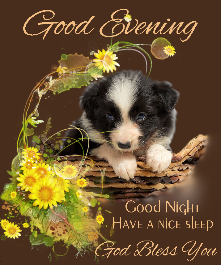 Good Evening With Cute Puppy Pictures, Photos, and Images for Facebook ...