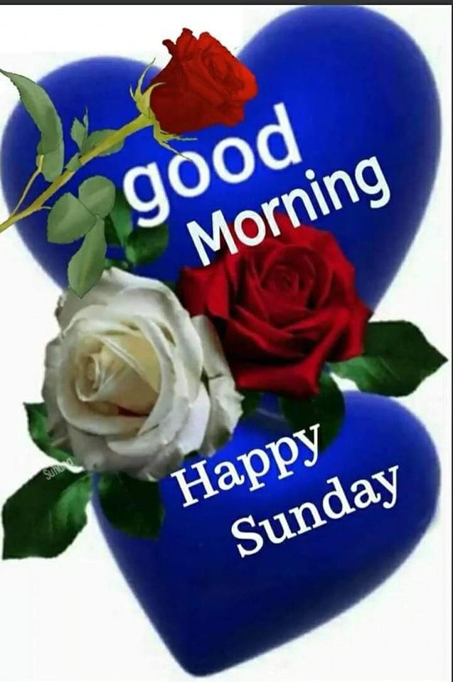 White And Red Roses - Good Morning & Happy Sunday Pictures, Photos, and ...