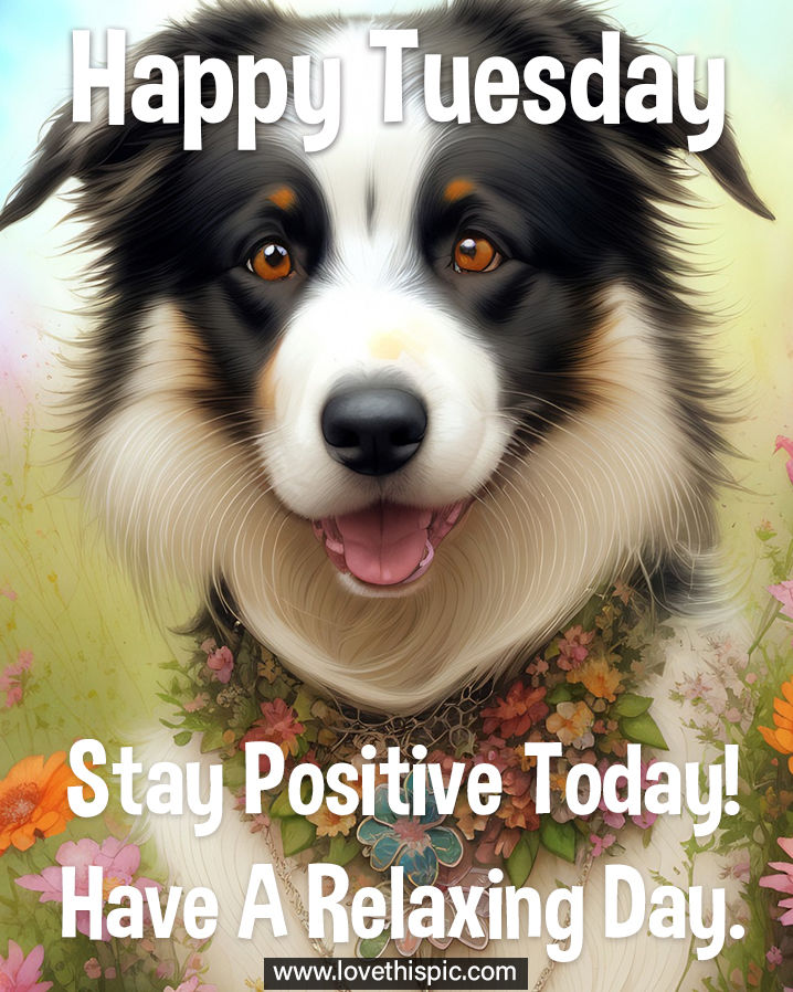 Happy Tuesday Funny Animal