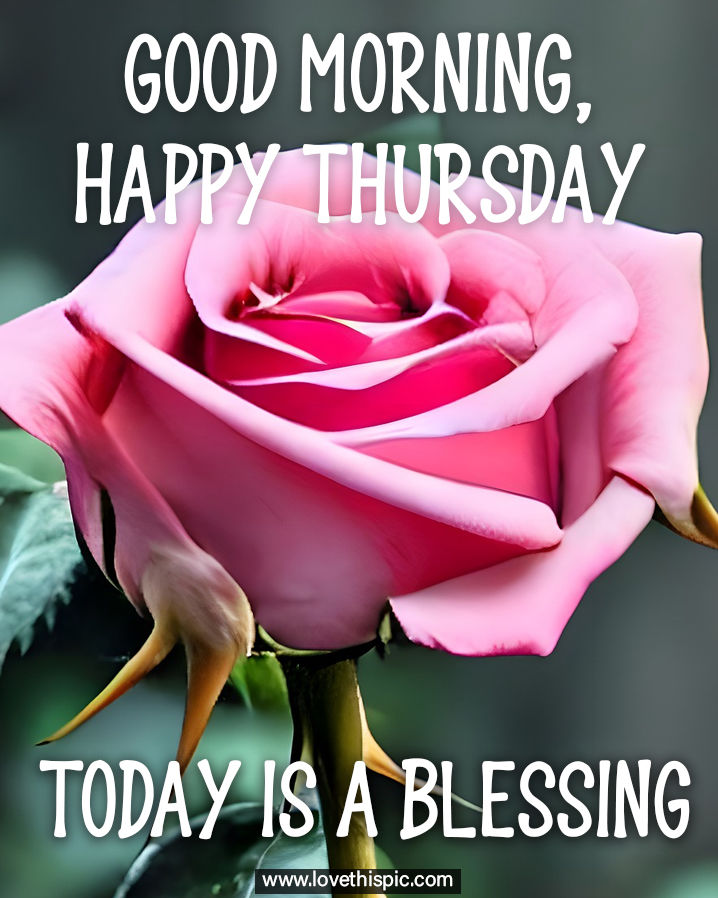 Pink Rose - Good Morning, Happy Thursday. Today Is A Blessing Pictures ...