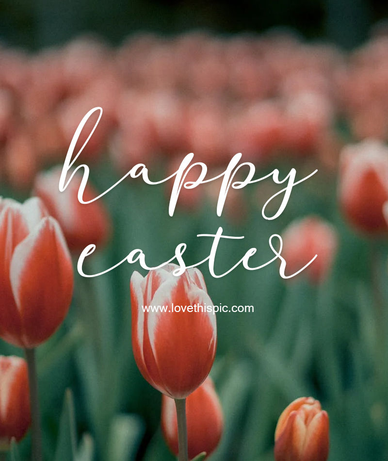 Happy Easter Greeting With Red Tulips Pictures, Photos, and Images for ...