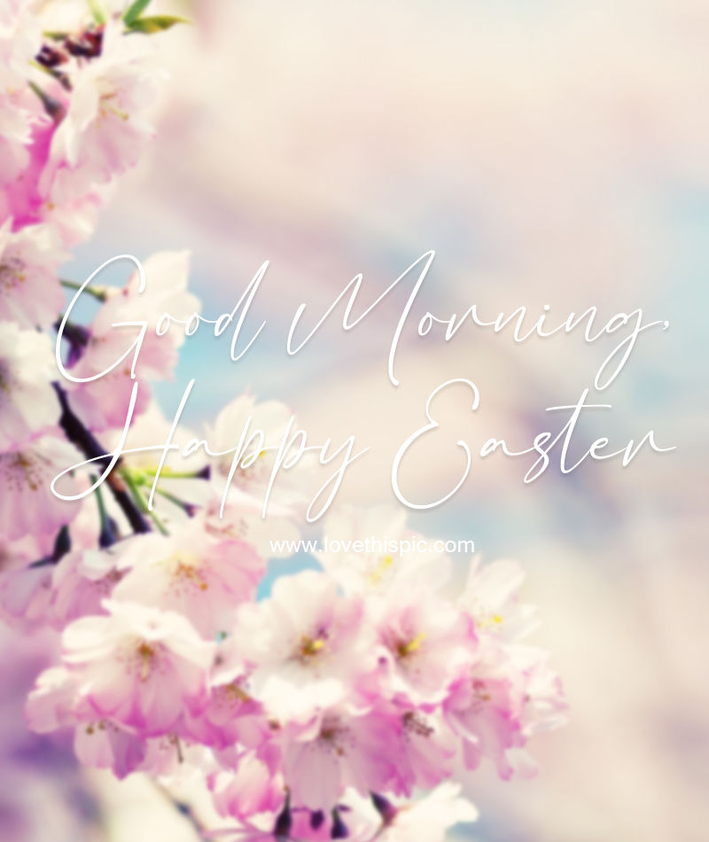 Good Morning Easter Greeting With Cherry Blossoms Pictures, Photos, and ...