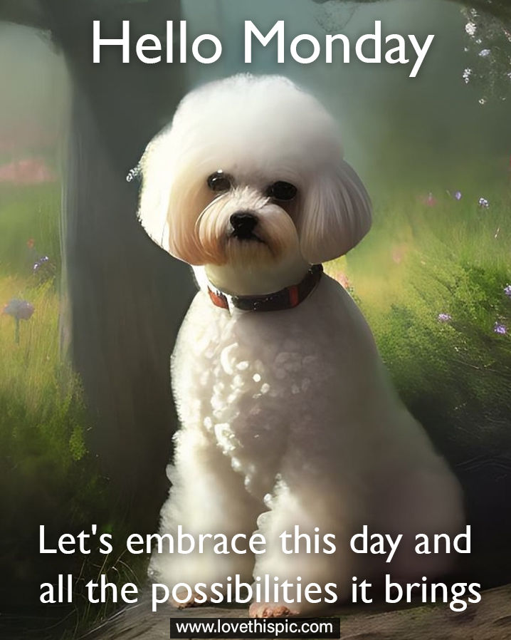 Hello Monday, Let's Embrace This Day And All The Possibilities It ...