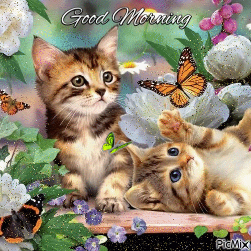 Good Morning Gif With Kittens Pictures, Photos, and Images for Facebook ...
