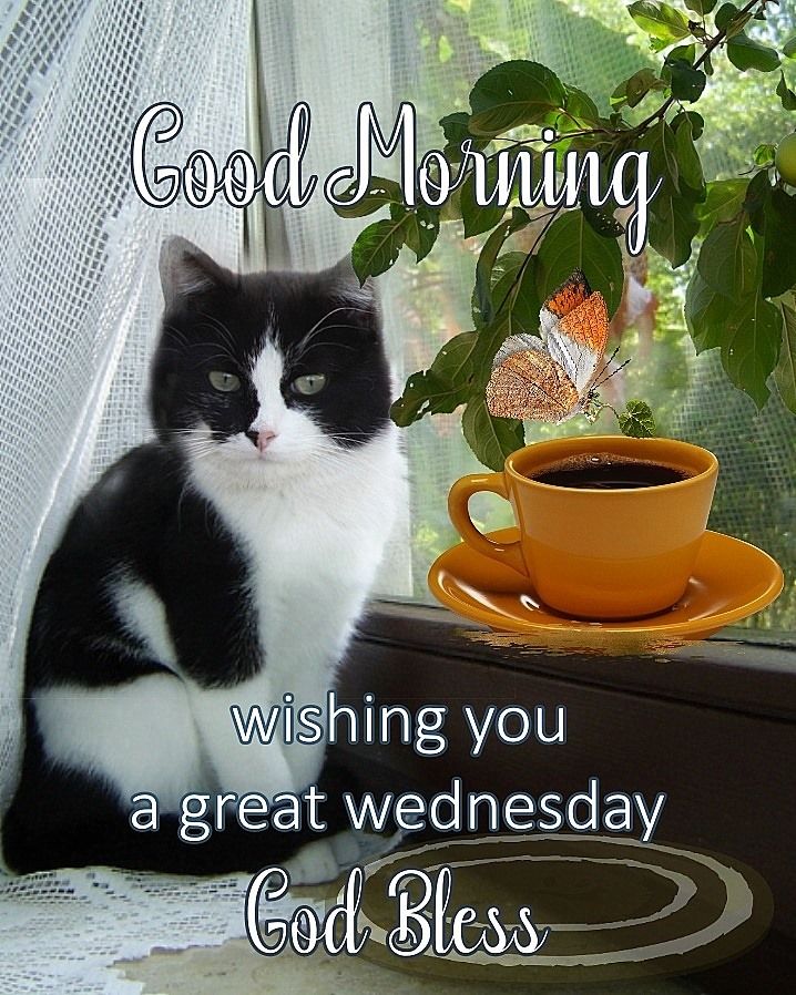 Cat And Tea - Good Morning - Wishing You A Great Wednesday Pictures ...