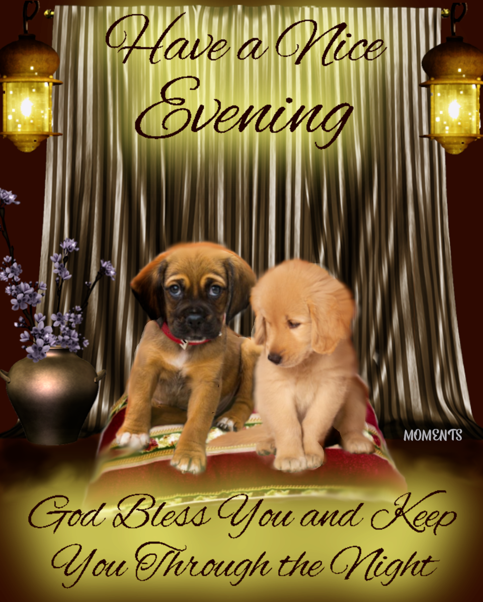 Two Cute Puppies: Have A Nice Evening Pictures, Photos, and Images for ...