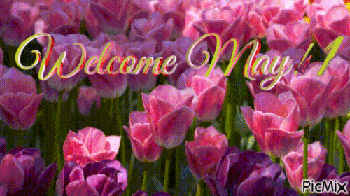 Welcome May 1 With Pink Tulips Pictures, Photos, and Images for ...