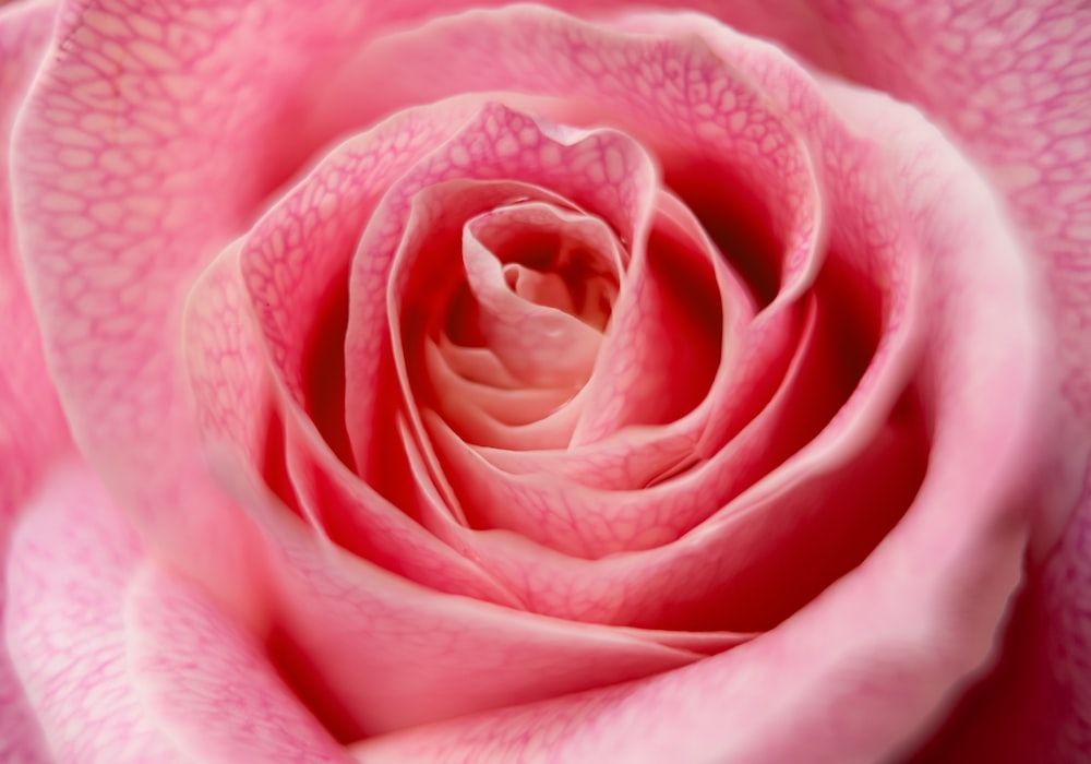 Close View Of Pink Rose Pictures, Photos, and Images for Facebook ...