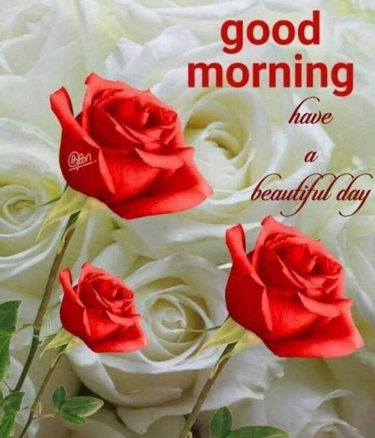 Good Morning White Roses