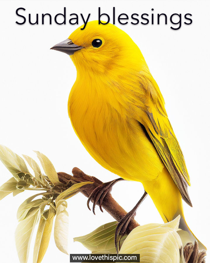 Sunday Blessings With Yellow Bird Pictures, Photos, and Images for ...