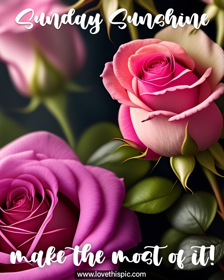 Sunday Sunshine, Make The Most Of It! Pictures, Photos, and Images for ...