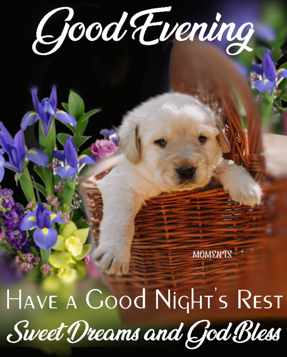 Puppy In Basket: Good Evening And Have A Good Night's Rest Pictures ...