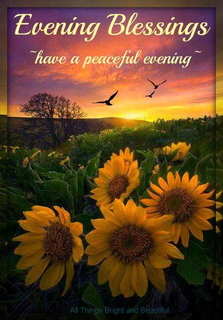 Sunset With Sunflowers: Evening Blessings Pictures, Photos, and Images ...