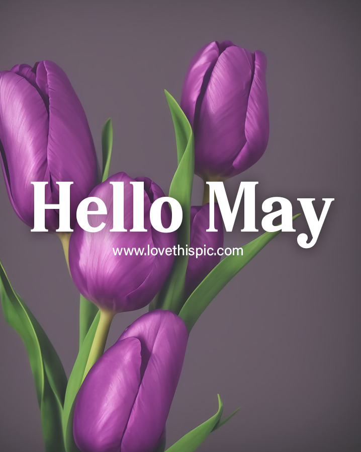 Purple Tulip - Hello May Greeting Pictures, Photos, and Images for ...