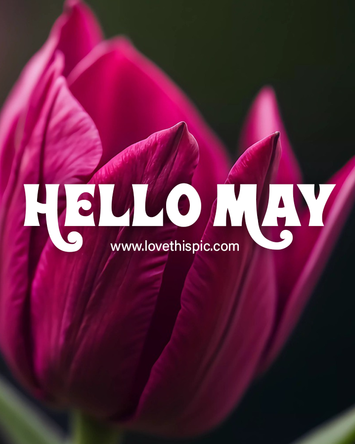 Beautiful Hello May Tulip Pictures, Photos, and Images for Facebook ...