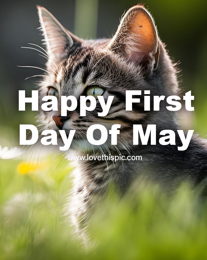 Happy First Day Of May With Kitten Pictures, Photos, and Images for ...