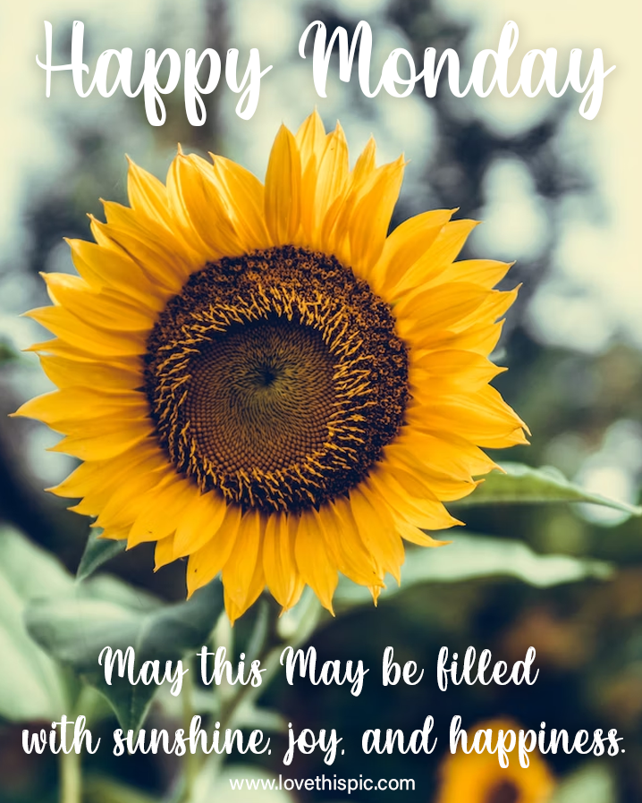 Happy Monday: May This May Be Filled With Sunshine, Joy, And Happiness ...