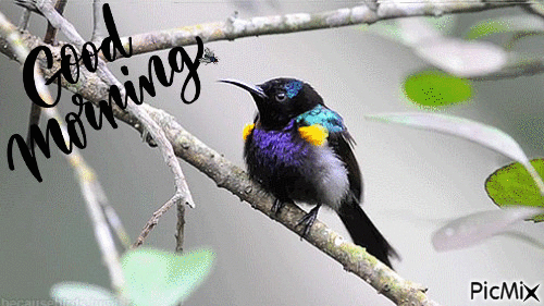 Good Morning Beautiful Bird Gif Pictures, Photos, and Images for ...
