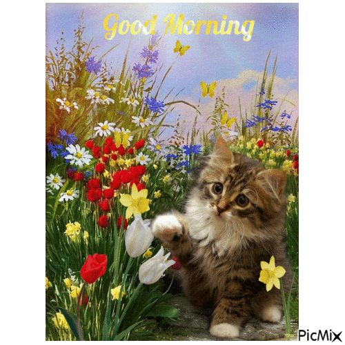 Kitty In Flower Garden - Good Morning Pictures, Photos, and Images for ...