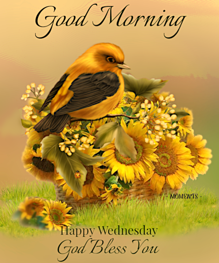 Good Morning - Happy Wednesday - God Bless You Pictures, Photos, and ...
