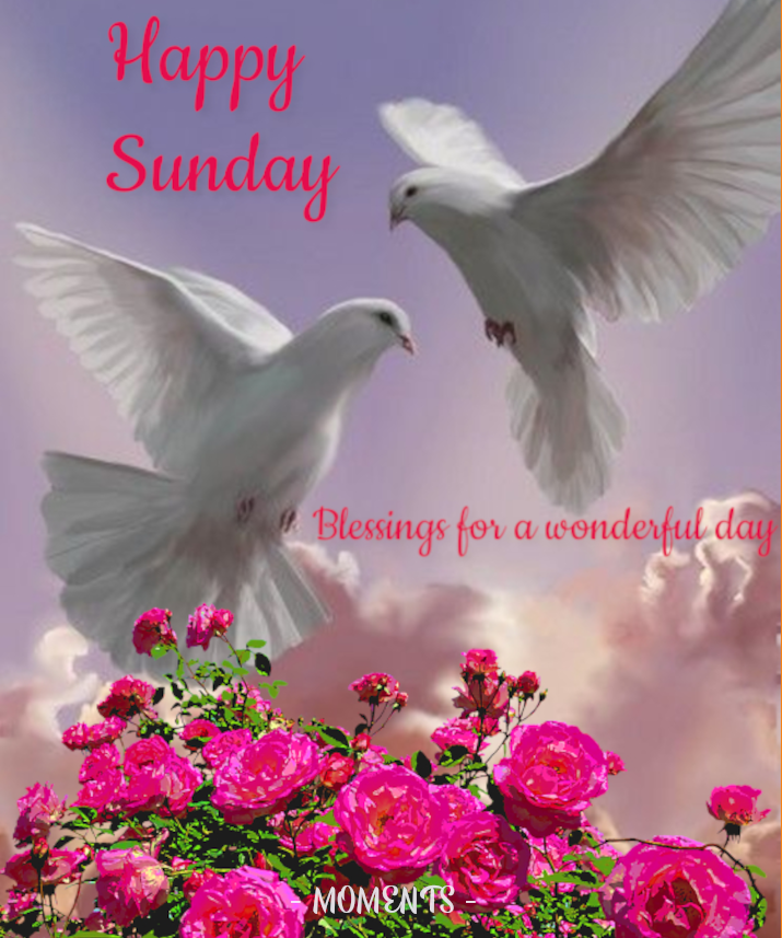 White Dove & Pink Flower - Happy Sunday Pictures, Photos, and Images ...