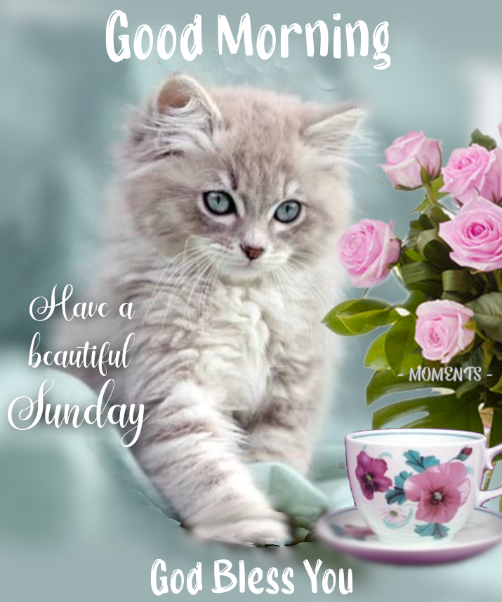 Grey Kitten - Good Morning, Have A Beautiful Sunday Pictures, Photos, and Images for Facebook ...