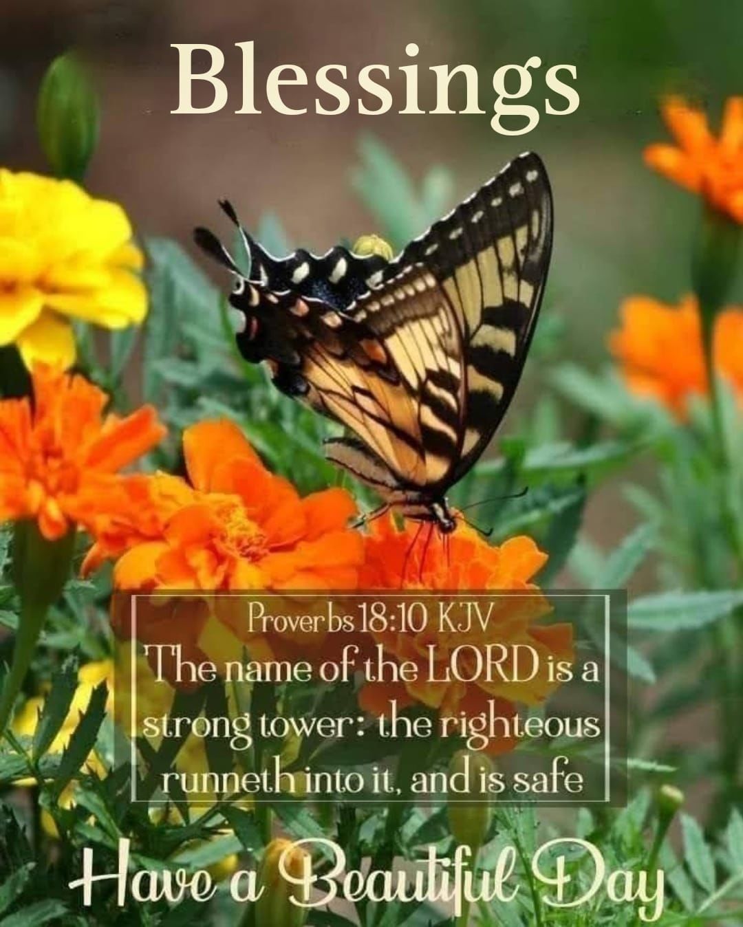 Blessings! Have A Beautiful Day Pictures, Photos, and Images for ...