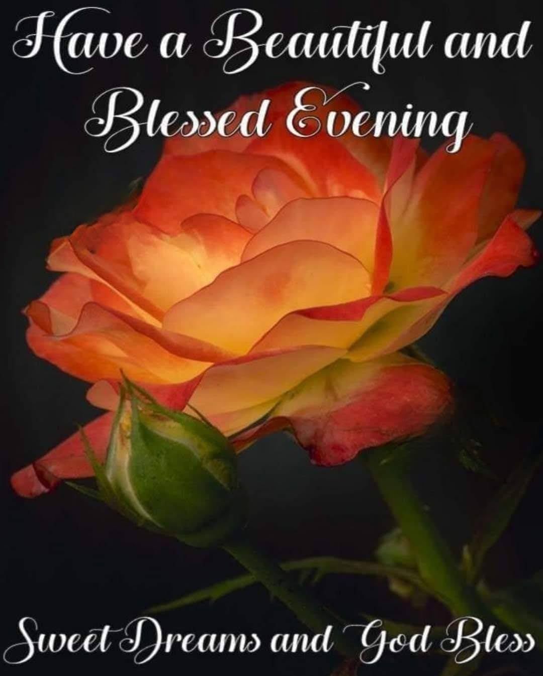 Blooming Rose - Have A Beautiful And Blessed Evening Pictures, Photos ...