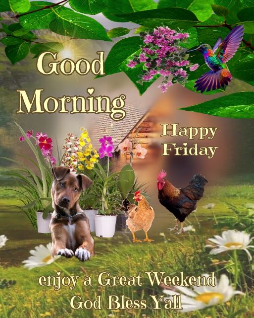 Enjoy A Great Weekend, Good Morning & Happy Friday Pictures, Photos ...