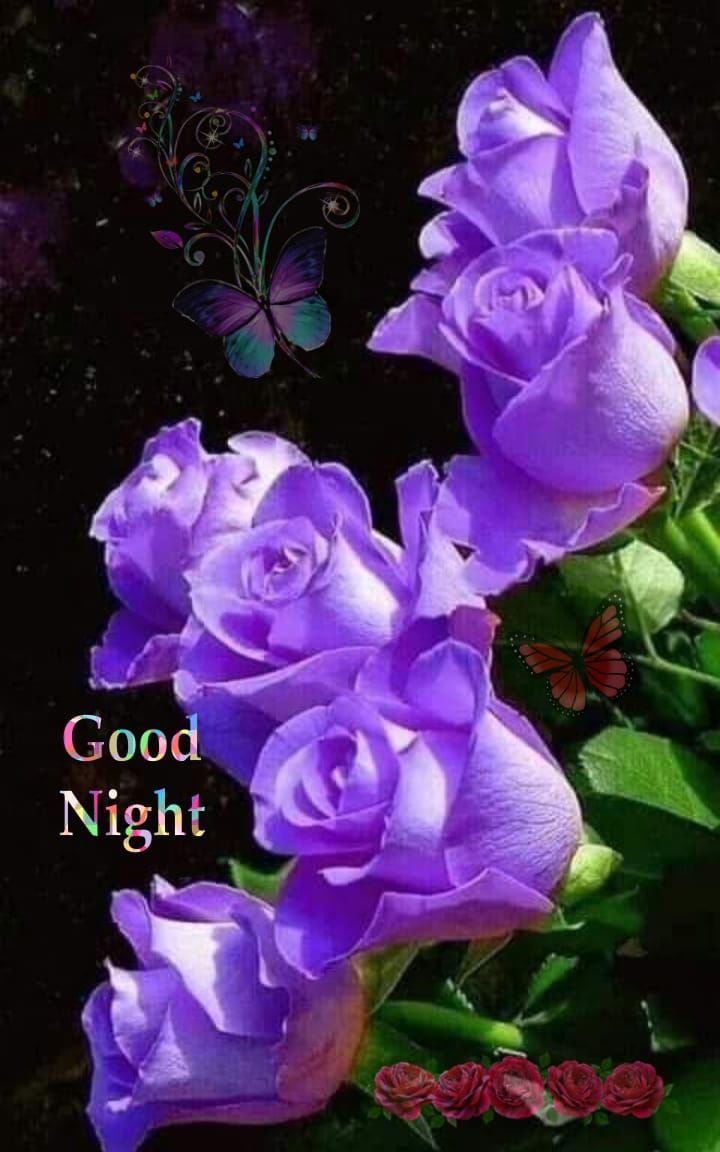Good Night Message With Lavender Roses Pictures, Photos, and Images for ...