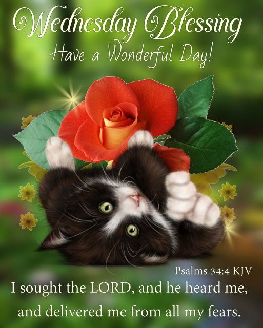 Beautiful Wednesday Blessing, Have A Wonderful Day Pictures, Photos ...