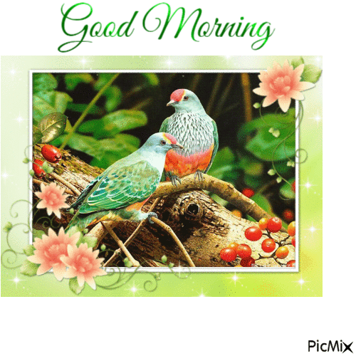 Good Morning Gif With Colorful Birds Pictures, Photos, and Images for ...