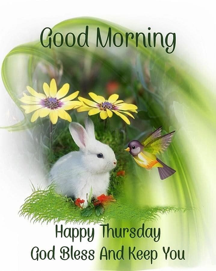 Rabbit And Hummingbird - Happy Thursday, Good Morning Pictures, Photos ...