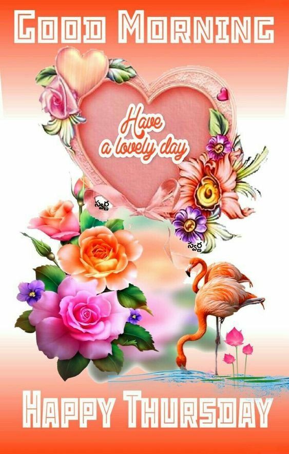 Flamingo - Good Morning & Happy Thursday Pictures, Photos, and Images ...